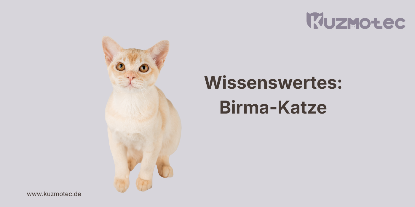 Birma-Katze: Charakter, Haltung, Pflege & Herkunft der Heiligen Birma